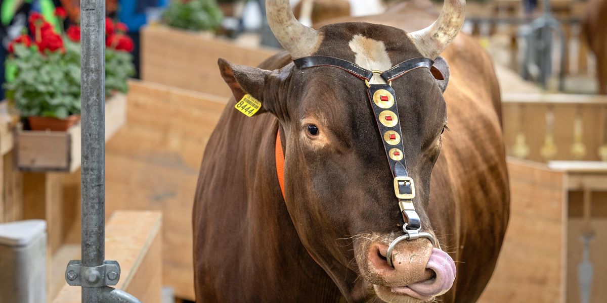 BEA Bern 2025: Tier im Fokus beschwert sich über Werbung | Berner Zeitung