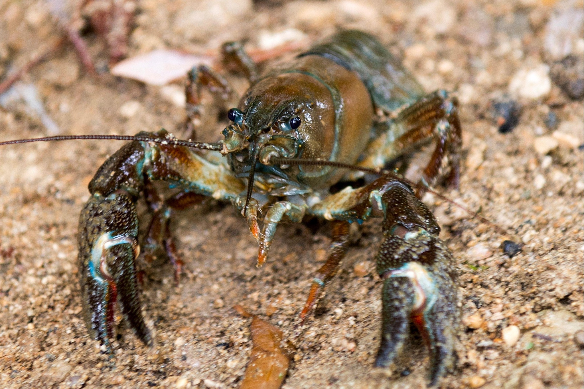 Invasiver Krebs im Bielersee: Heimische Krebsarten sind vom Aussterben ...