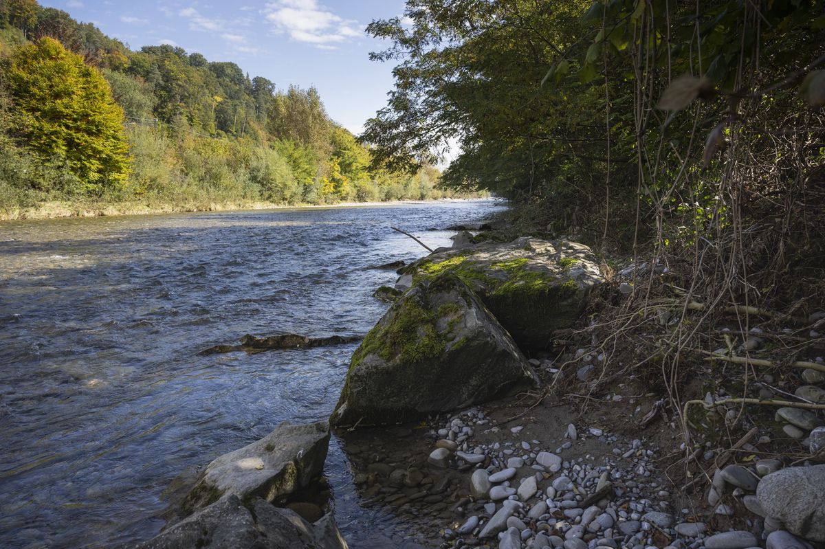 An der Sense in Laupen: Die Bäume am Ufer verschwinden | Berner Zeitung