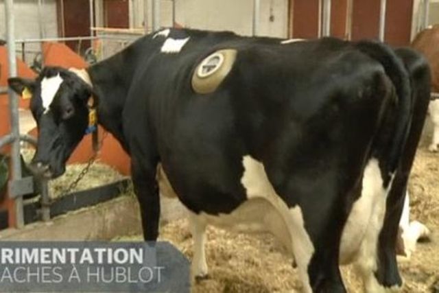 Des hublots pour accéder à la panse des vaches