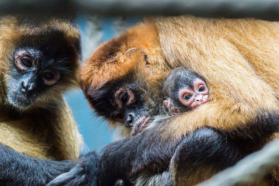 Klammeraffen-Baby im Zolli geboren | Basler Zeitung