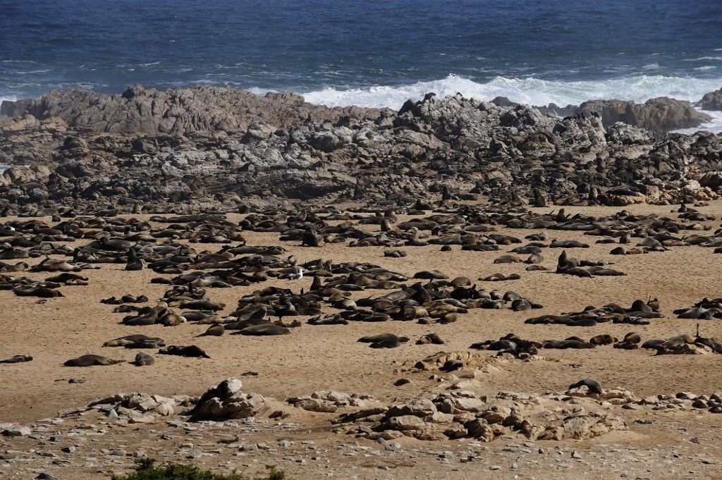 Afrique du Sud: Une otarie harcelée mord une femme et meurt de stress ...