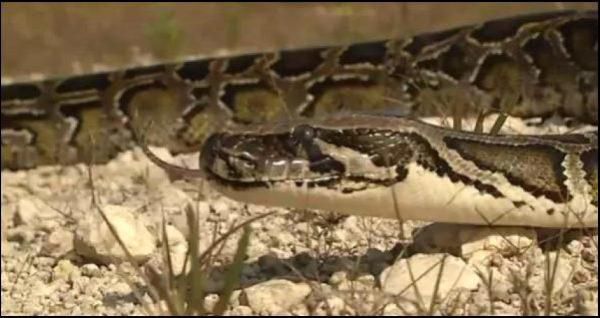 Florida-Pythonmassaker – Schlangen schlagen Jäger um Längen - L'essentiel
