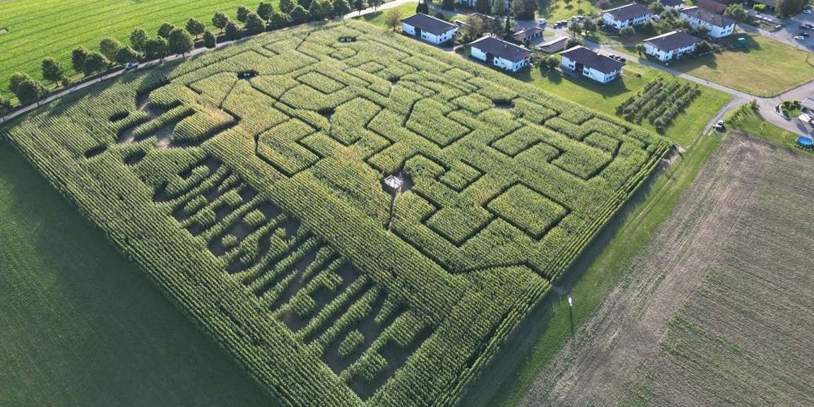 Labyrinth im Mais am Frienisberg in Seedorf wächst heran