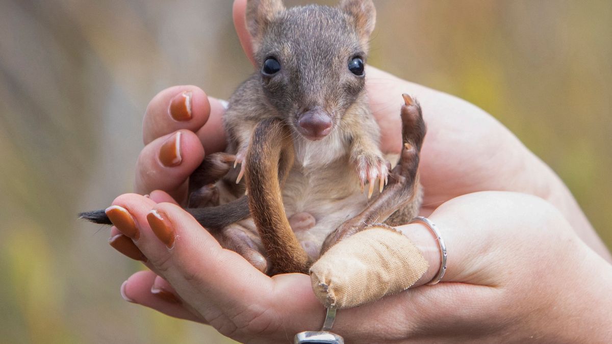 Australie: Des kangourous de poche font leur retour dans le sud - L ...