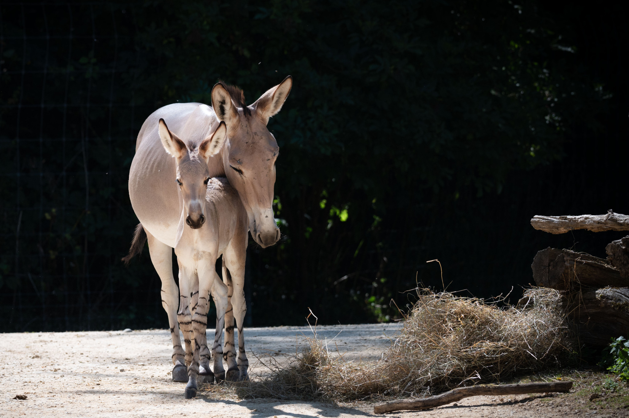 Zoo Basel: Somali-Wildesel Adam sorgt für Fohlen