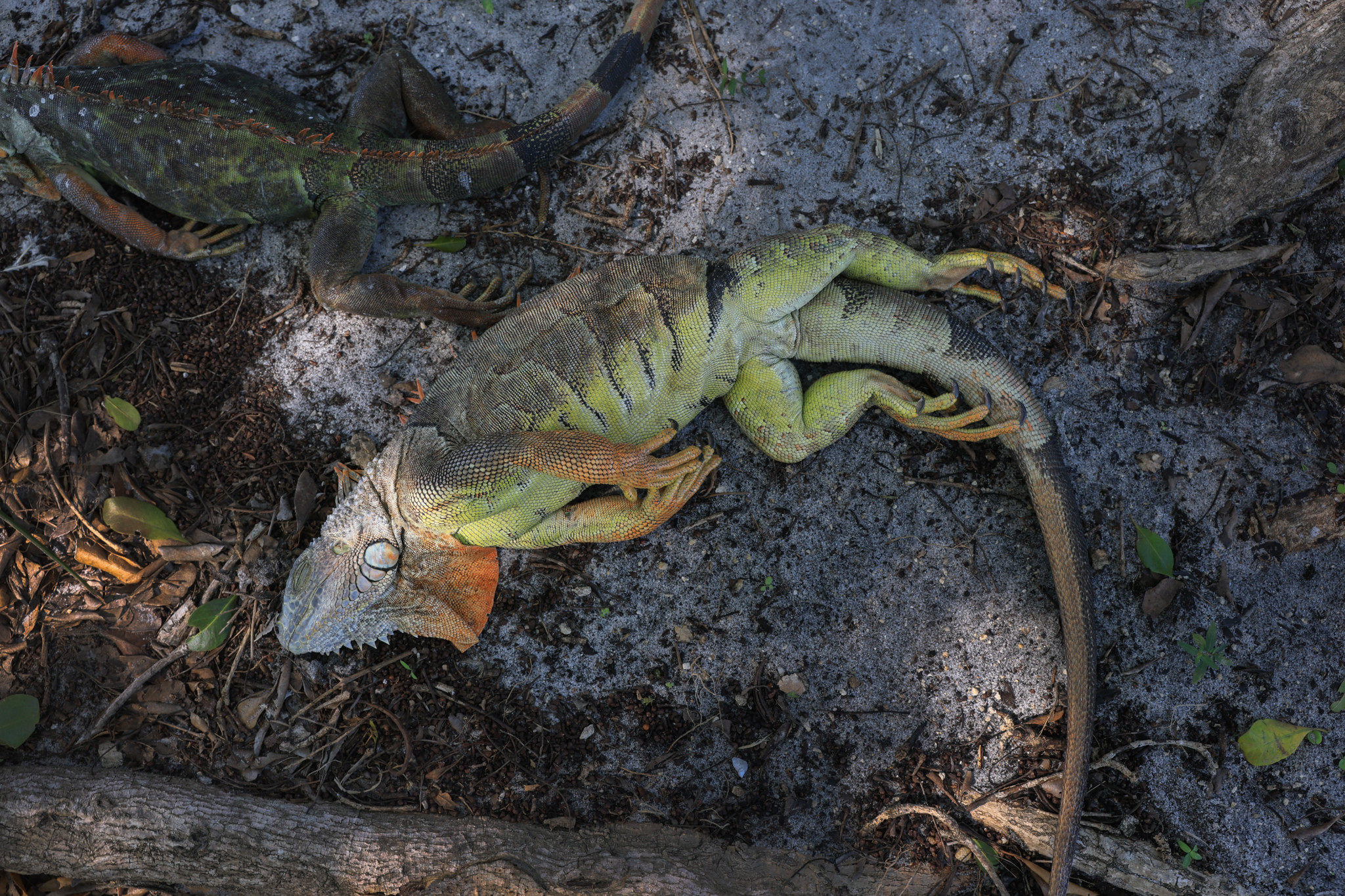 Florida: Leguane fallen bei Kältewelle von Bäumen