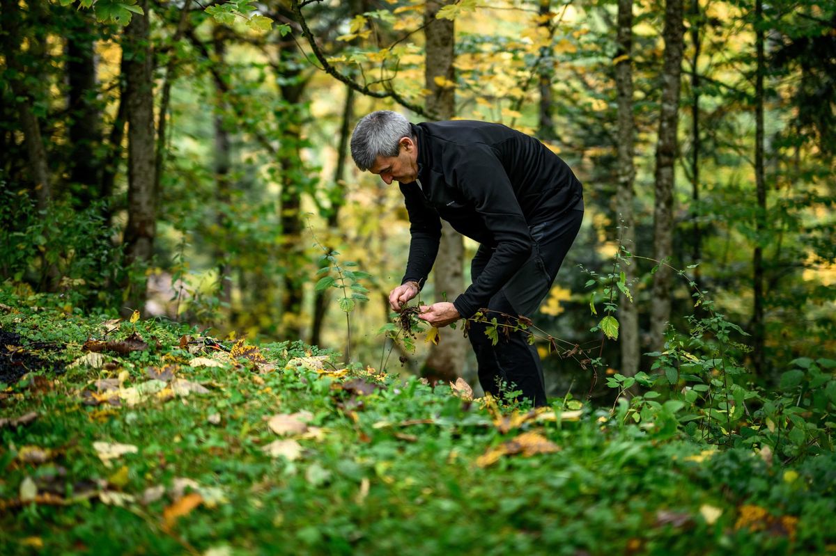 Der Schweizer Wald ist regional in einem kritischen Zustand