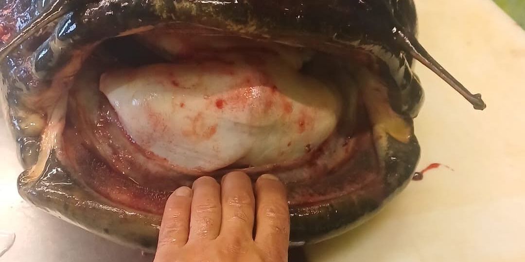 Wels im Neuenburgersee: Fischer fangen riesigen Fisch