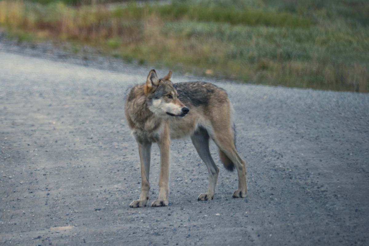 Driver Fined for Trying to Run Over Wolf: A Shocking Case of Animal ...