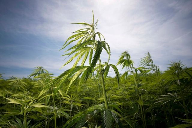 Hanfbauern wollen kein THC für Stadtzürcher Versuch anbauen | Tages ...