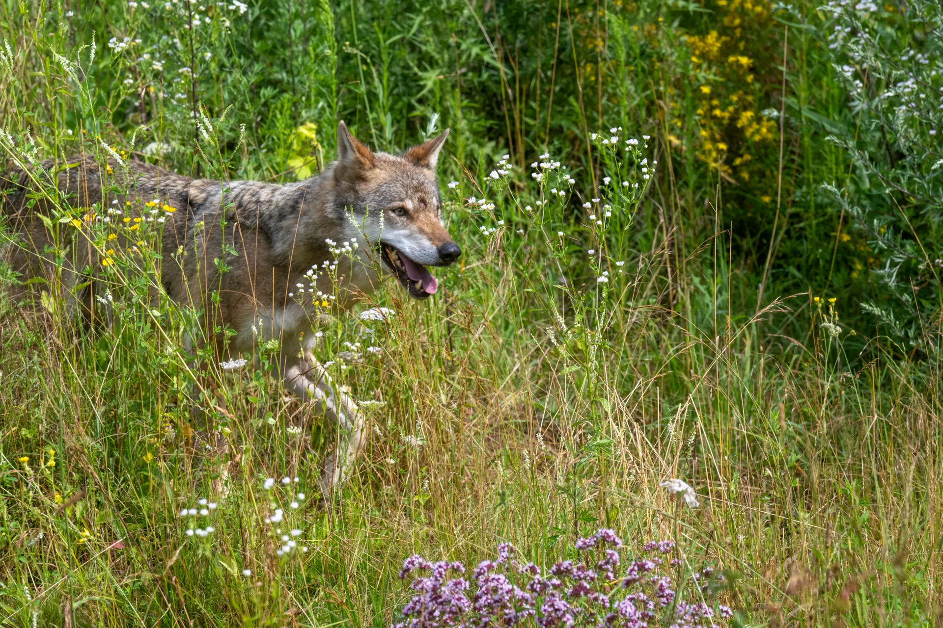 Loup: deux génisses tuées aux Verrières, première attaque de l’année