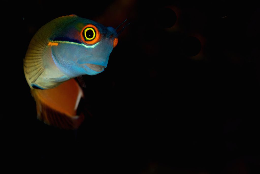 Der Schleimer | Der Bund