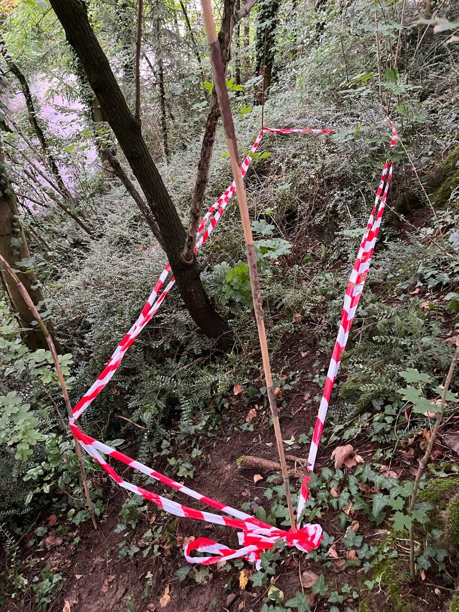 Bauprojekt in Allschwil: Dieses Stück Wald sorgt seit Jahren für ...