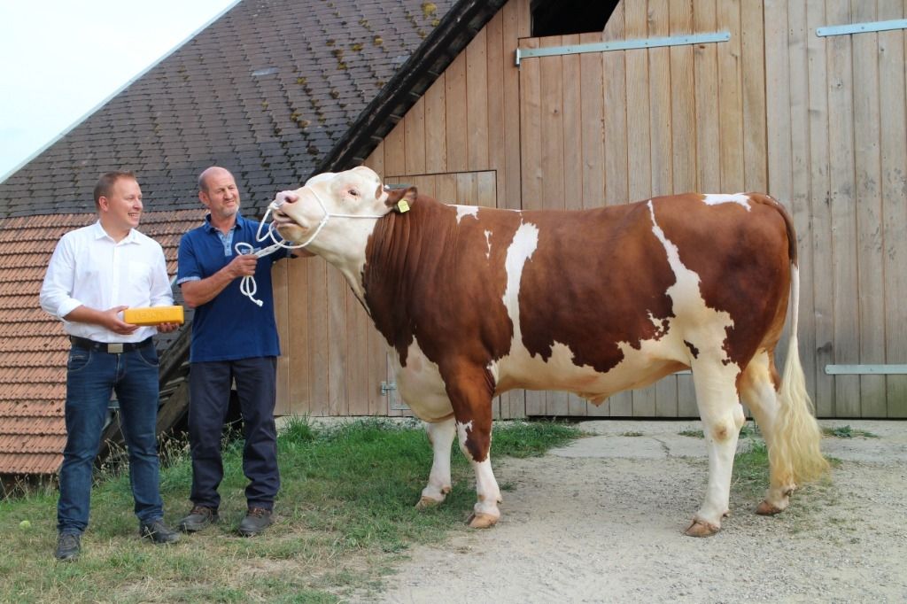 Siegermuni Lenkor trifft Käse Lenkor | Berner Zeitung