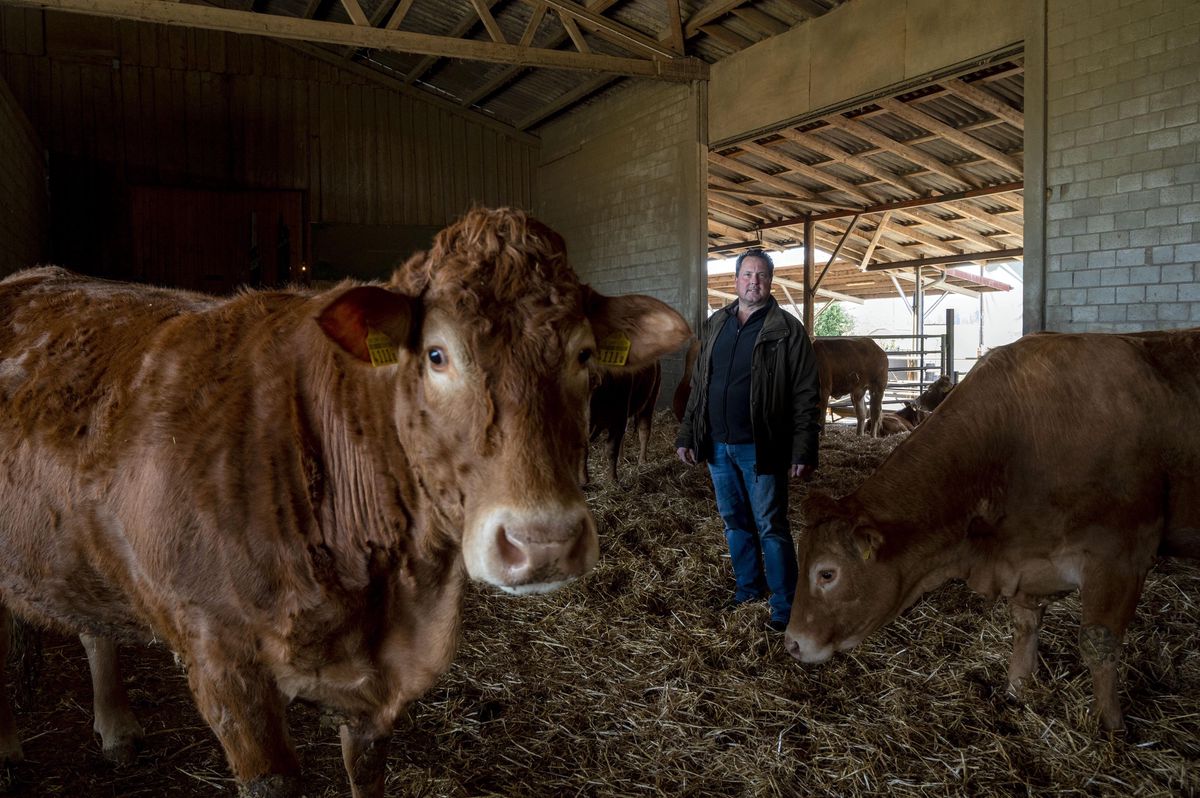 Viande bovine du terroir: L’élevage Minder a fait de la limousine sa ...