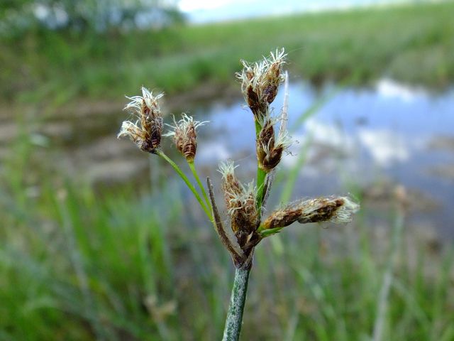 Les joncs sont de retour sur les rives du lac de Neuchâtel | 24 heures