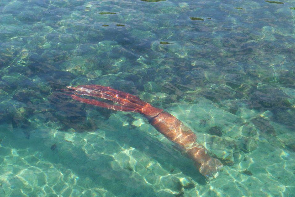 105 Kilogramm – das ist der grösste lebende Kalmar | Tages-Anzeiger