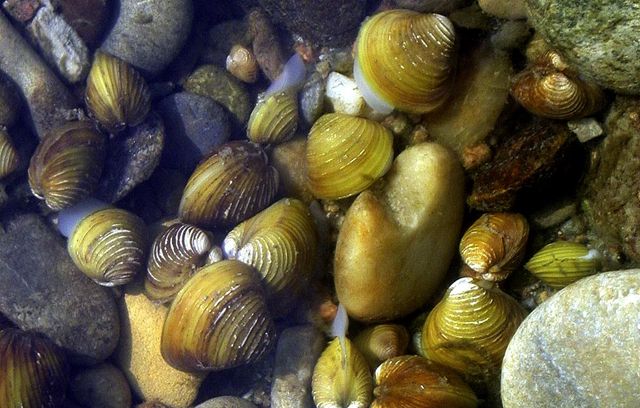 Invasive Muscheln verstopfen Leitungen | Der Bund