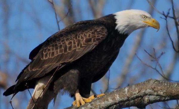 En France – Un rapace de 2,20 mètres a disparu depuis dix jours - L ...