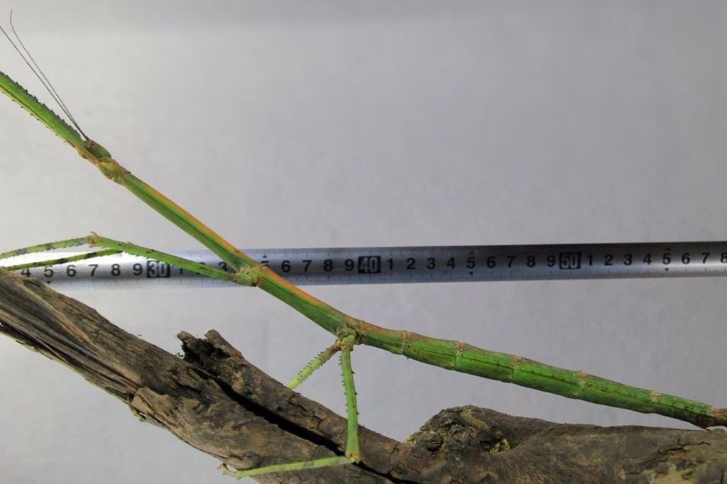 Chine – Découverte du plus long insecte du monde | 24 heures