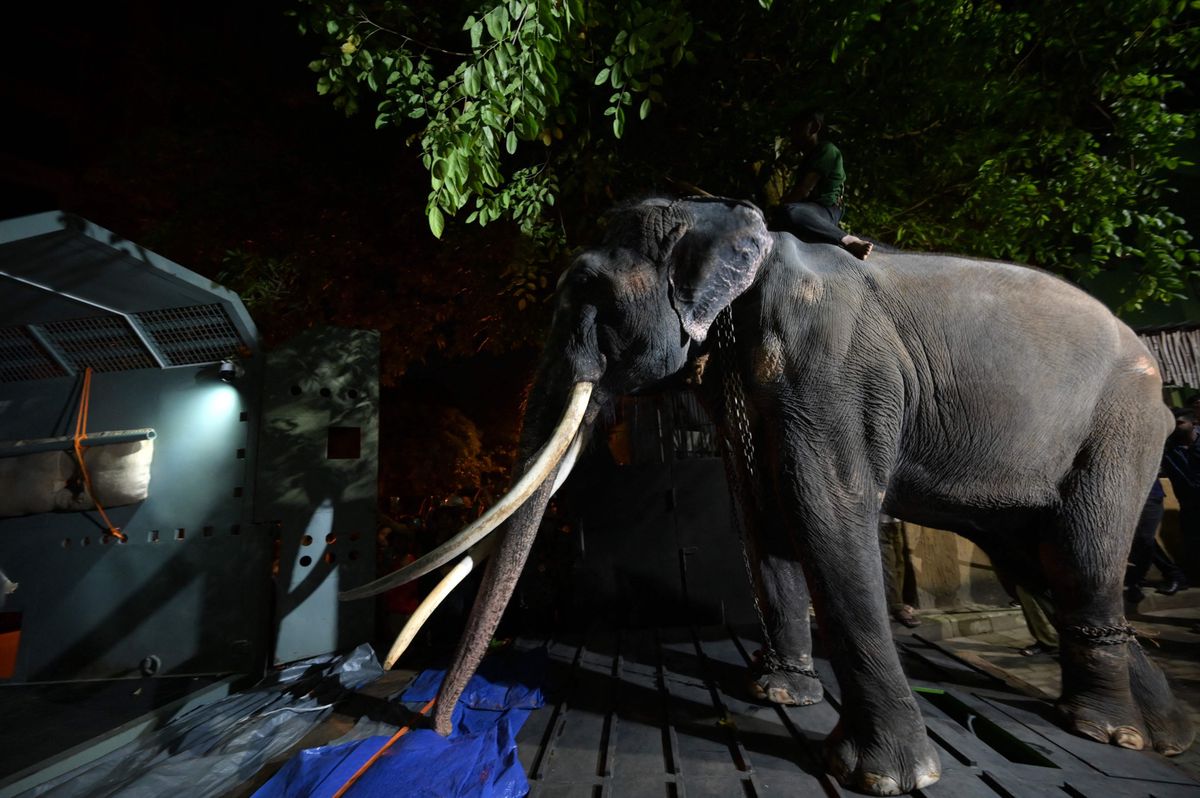 Muthu Raja : Vernachlässigung – Thailand holt verschenkten Elefanten ...