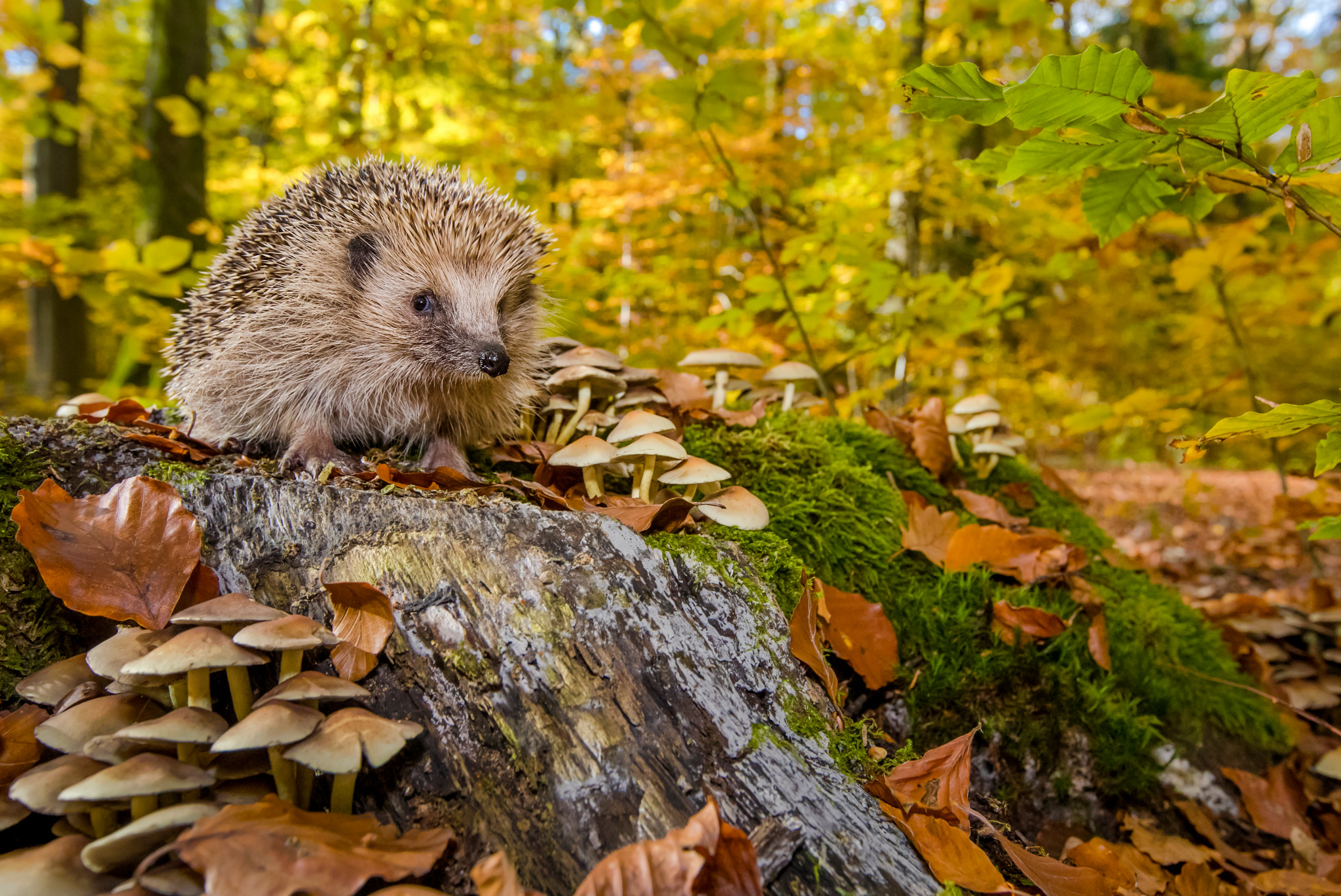 Igel in der Schweiz: 50 Fragen zum heimlichen Stacheltier