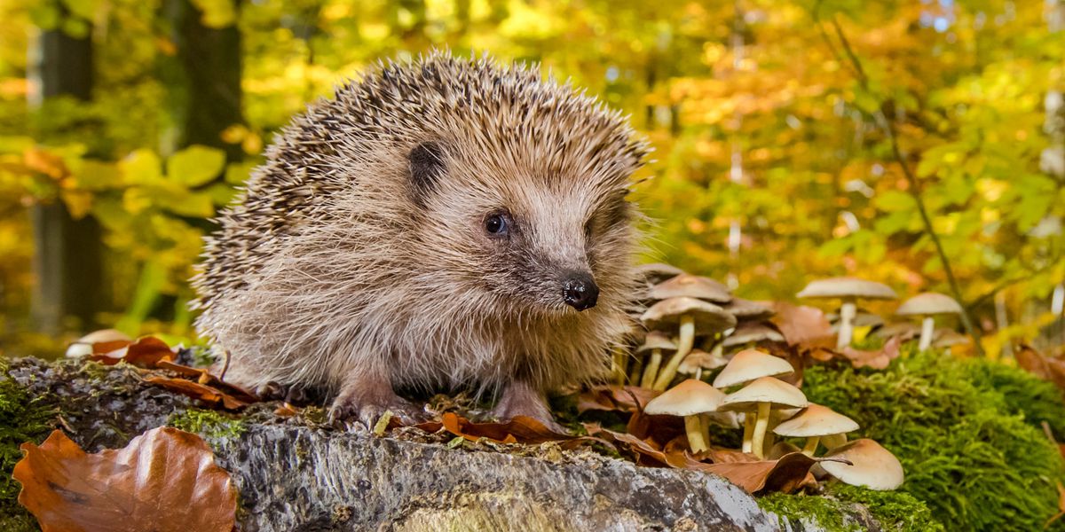 Igel in der Schweiz: 50 Fragen zum heimlichen Stacheltier