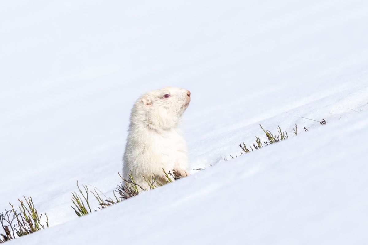 Grindelwald: Das weisse Albino-Murmeltier «Albi» lebt noch | Berner ...