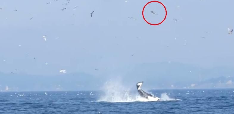 Katapult-Flosse – Orca schleudert Robbe über 20 Meter in die Luft - L ...