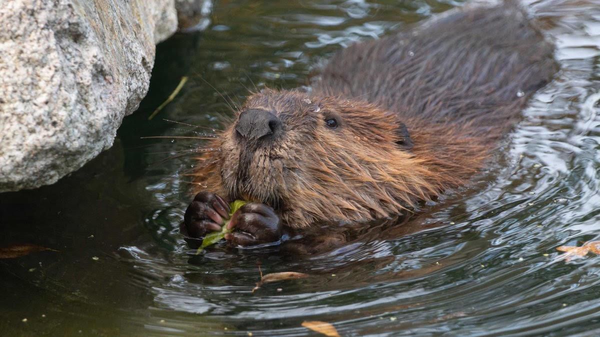 Faune: Barrage aménagé pour une famille de castors - Le Matin