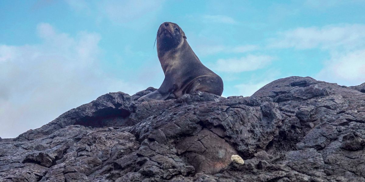 Boşalma porno initially from Greece but lives in the United