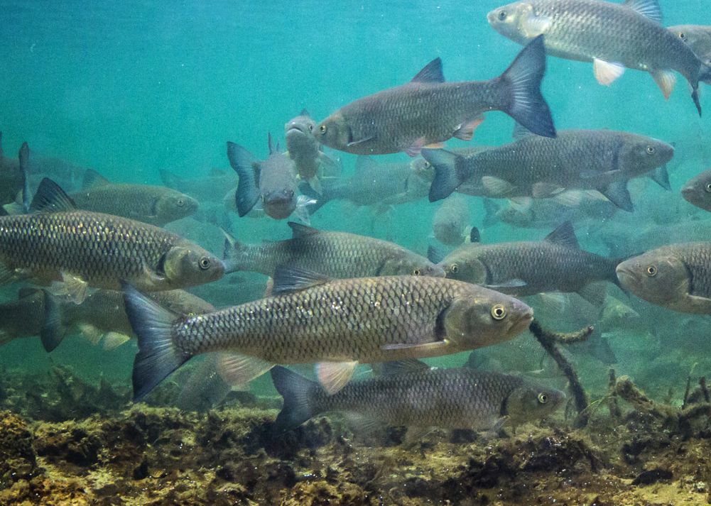 Rheinschwimm-Saison hat begonnen: Diese Fische schwimmen mit uns in ...