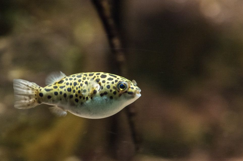 Vie des bêtes: Le zoo de Bâle introduit un poisson gonflé - Le Matin