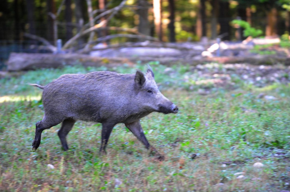 Wildpark Bruderhaus Winterthur – Das Zentrum für Natur- und Tierschutz ...