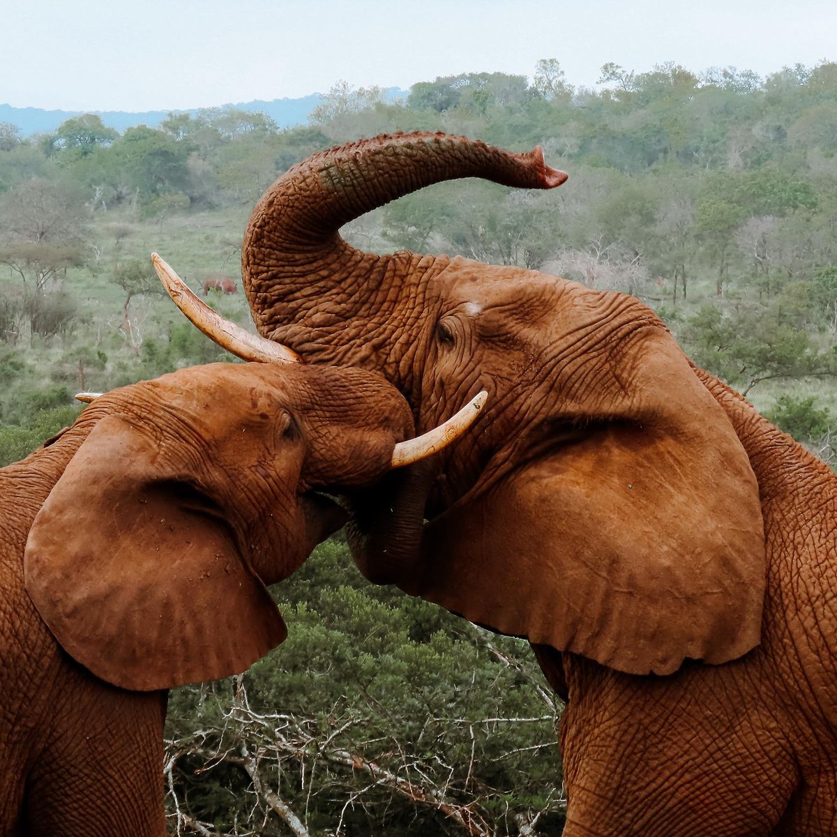 Un safari inoubliable: Le bonjour des éléphants | Tribune de Genève