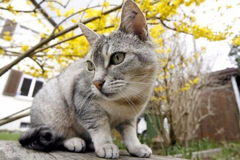 «Die Katze hat mich einfach genervt» | Berner Zeitung