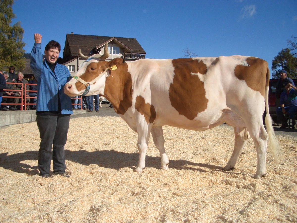Vierbeiner in Beatenberg: Zum 100. Geburtstag eine Jubiläumsschau ...