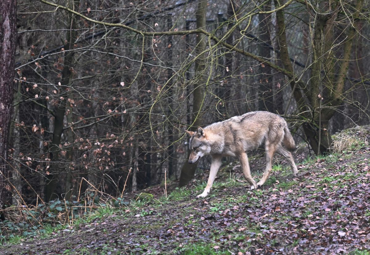 Wildpark Bruderhaus in Winterthur: «Wolfsmutter» Ruth Werren übergibt ...
