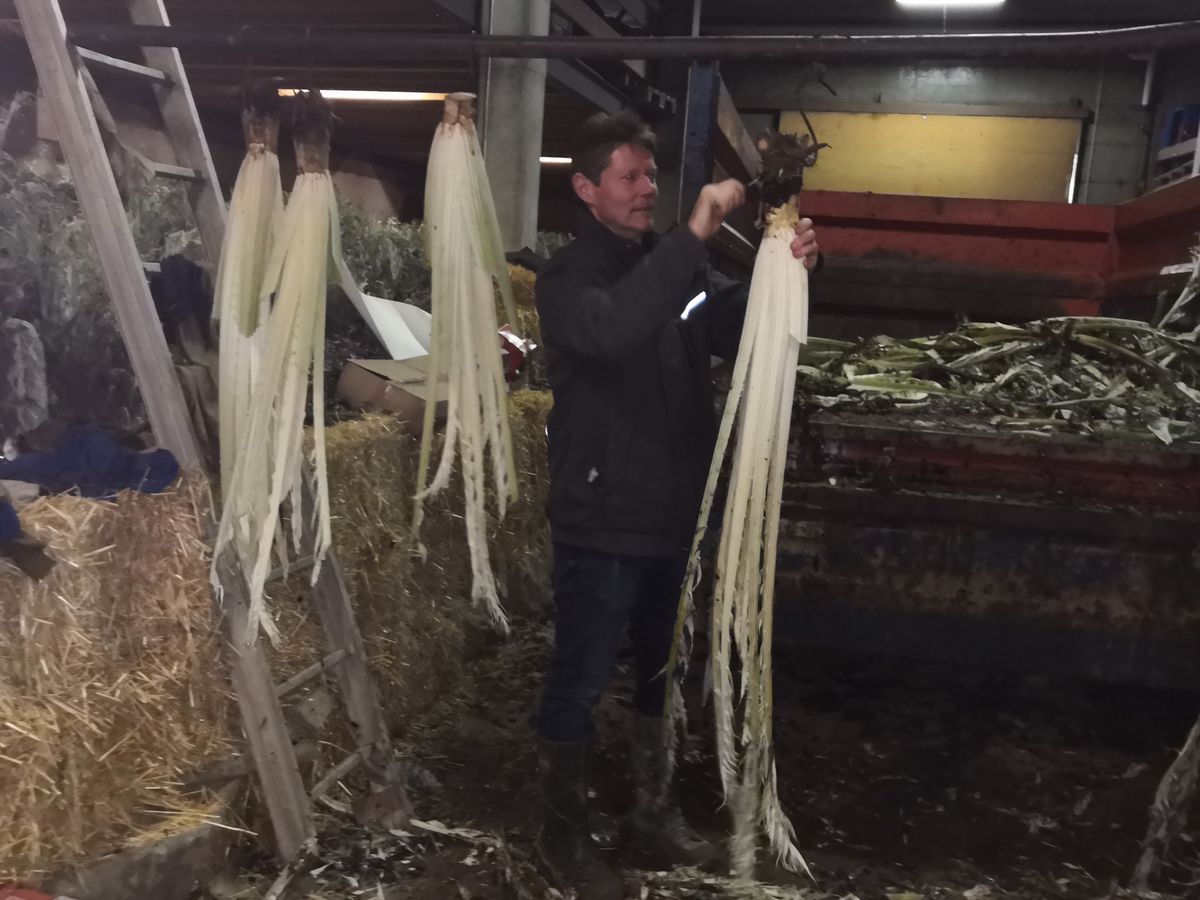 Produits du terroir à Genève: Le cardon épineux genevois est protégé ...