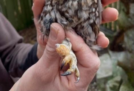 Jura: La chouette unijambiste se porte à merveille - Le Matin