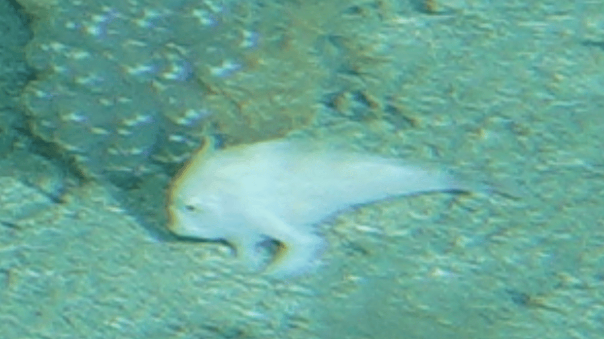 Rare Handfish Rediscovered After 25 Years: Australian Scientists ...