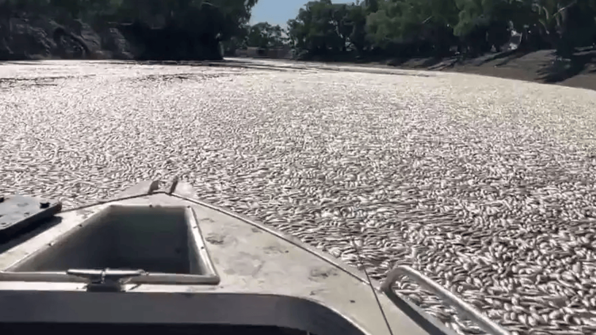 Australie: Des millions de poissons morts bouchent une rivière - L ...