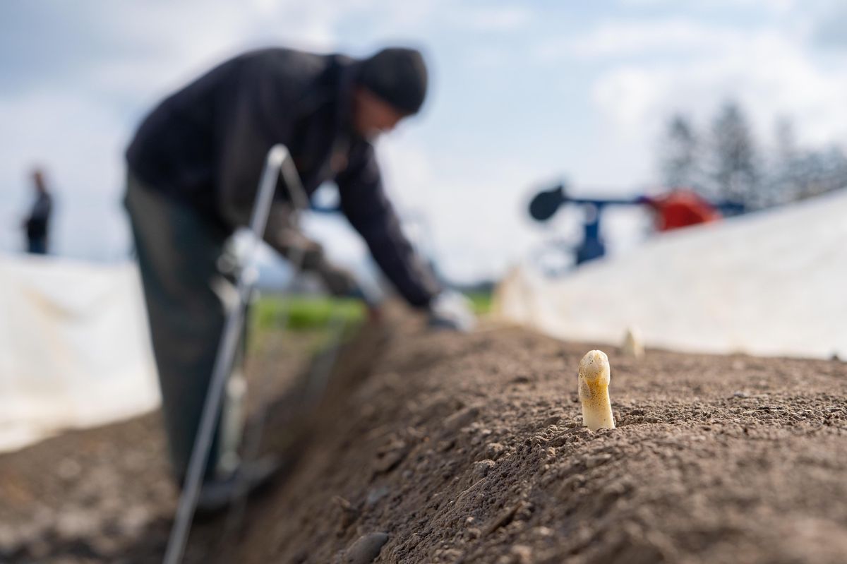 Erntebeginn im Seeland: Jetzt geht die Spargelsaison richtig los ...