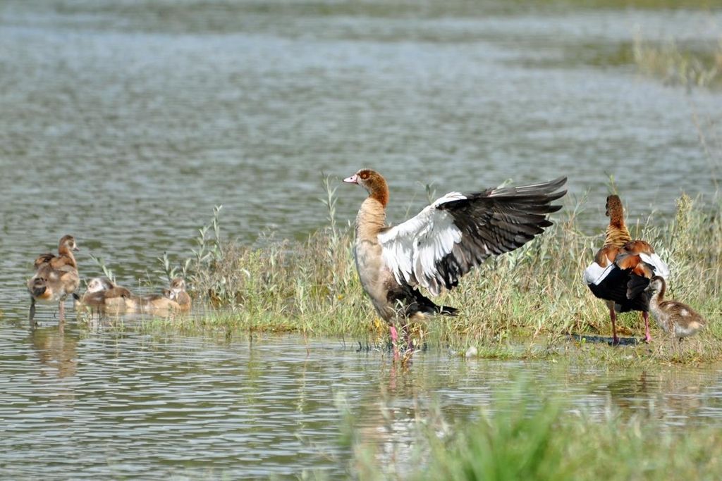 Kanton hat aggressive Gans im Blick | Tages-Anzeiger