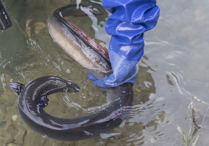 Rheinschwimm-Saison hat begonnen: Diese Fische schwimmen mit uns in ...