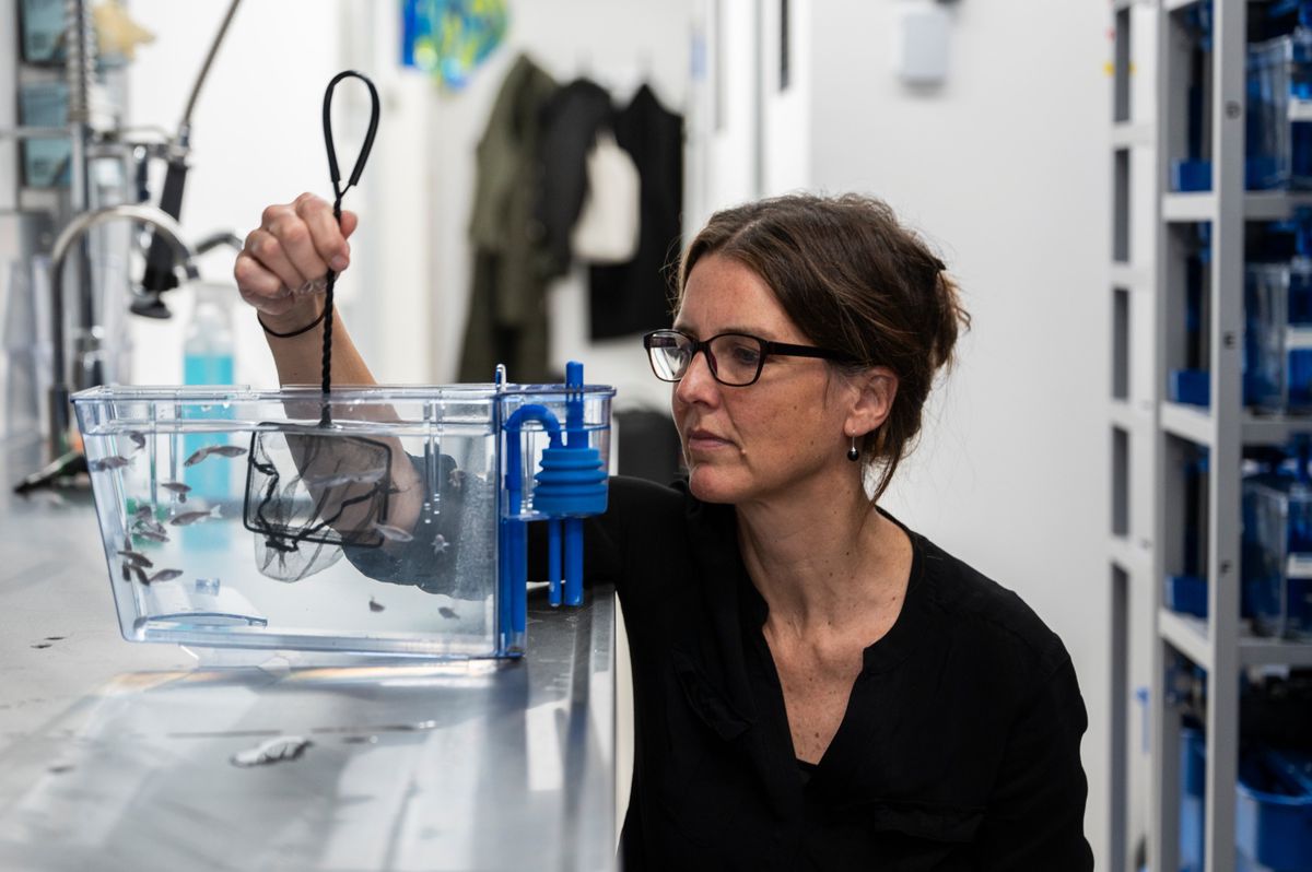 Université de Lausanne: Au labo, les poissons-zèbres rivalisent avec ...