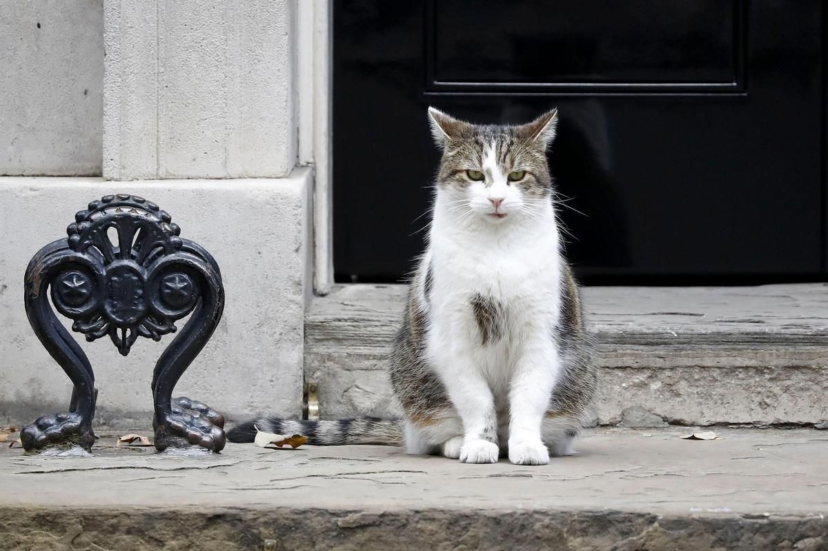 Regierungskater – Londons «First Cat» Larry feiert 10-jähriges Jubiläum ...