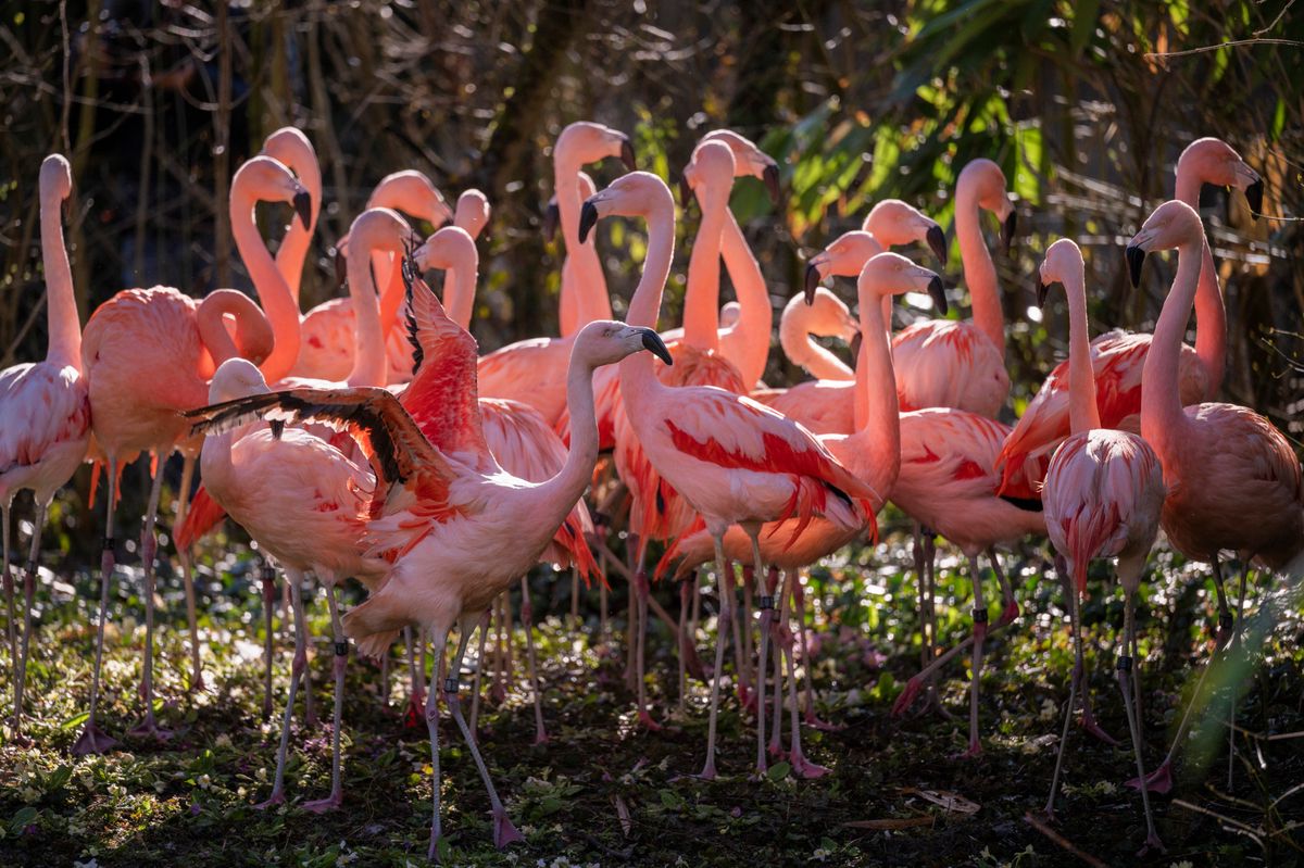 Flamingos im Zoo Zürich zügeln: Per Shuttle kommen die Vögel an den ...