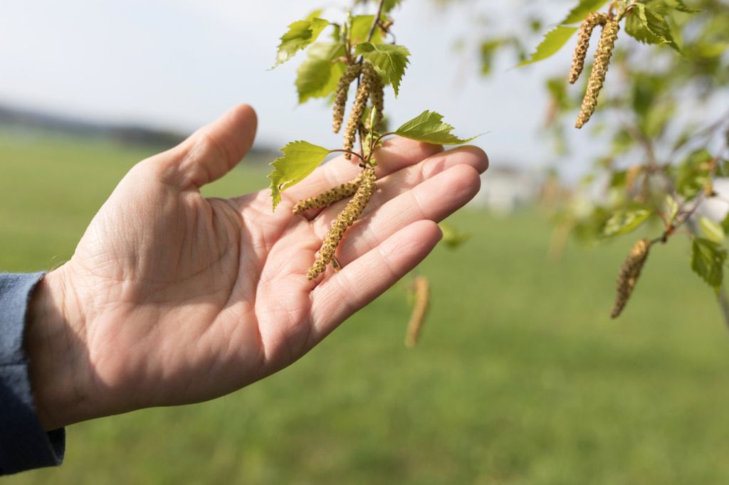 Birkenpollen plagen Allergiker | Basler Zeitung